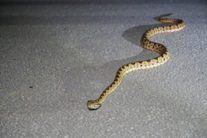 Animals and Plants of Okinawa｜Okinawa’s Unique Biodiversity | NIHON ...