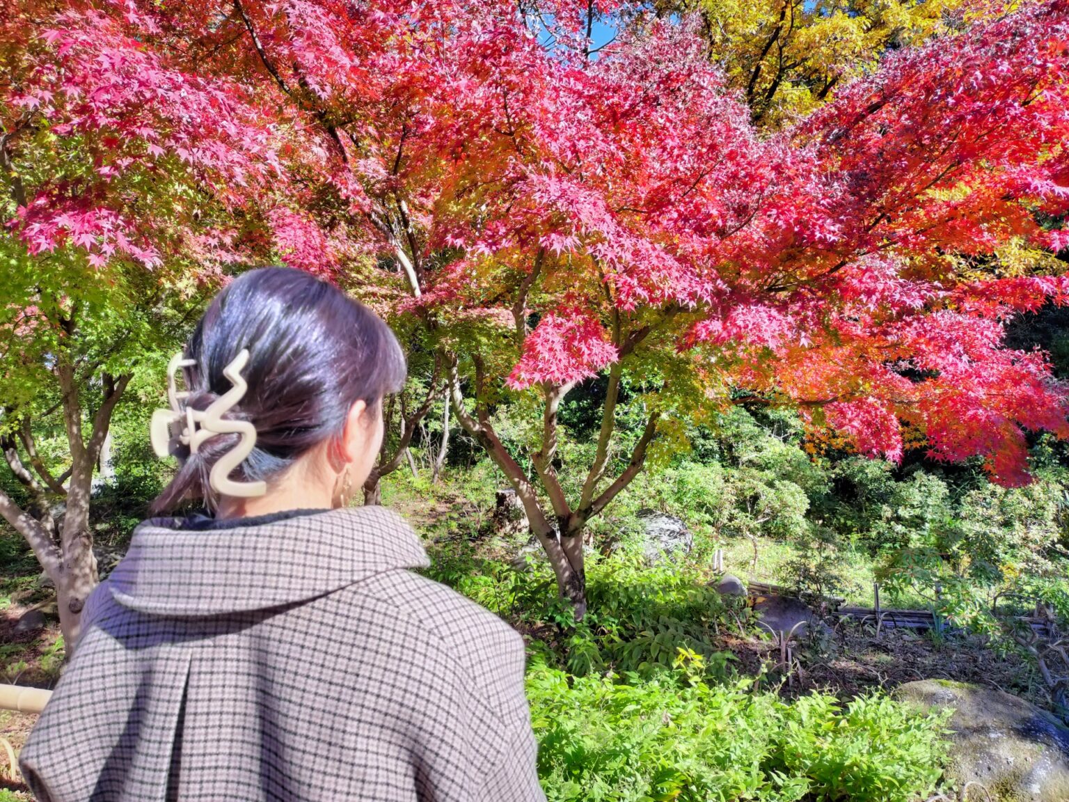 Japanese Fall Foliage Guide: Where & When to See Autumn Leaves | NIHON ...